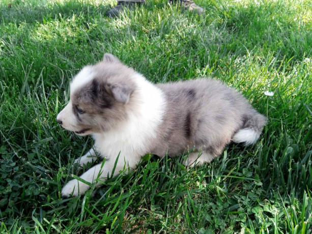 Stenci Border collie