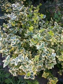 Euonymus fort. Emerald n Gold