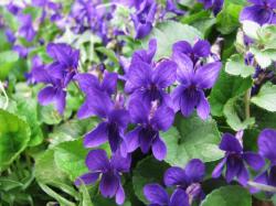 Ljubičica - Viola Odorata (200 semenki)