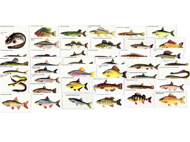 Slatkovodne ribe 50 magneta