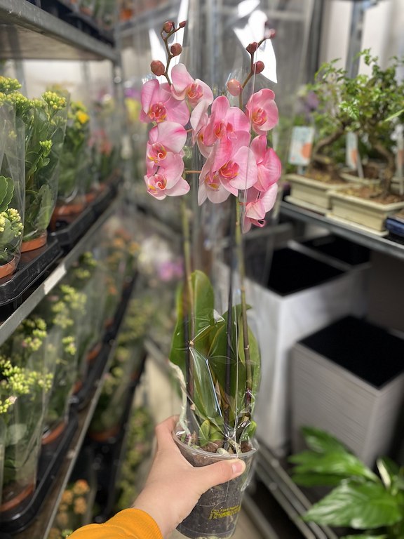 Orhideja u saksiji 548