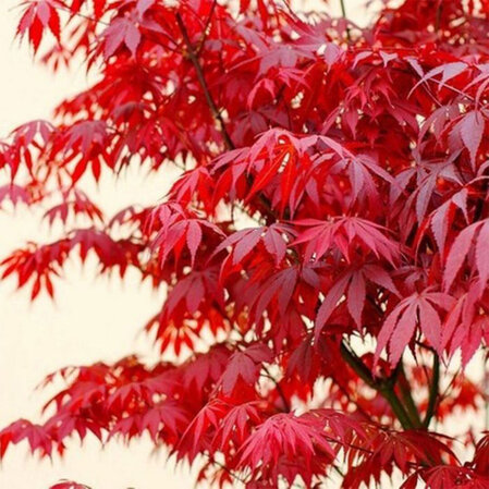 Acer Palmatum Atropurpureum - Crveni Japanski Javor