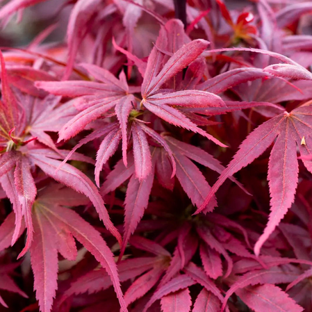 Acer Palmatum - Shaina