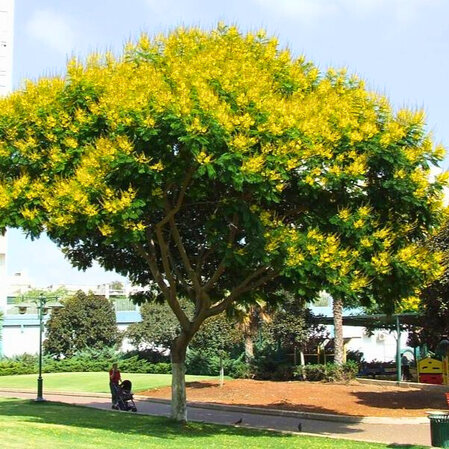 Caragana arborescens- Karagana