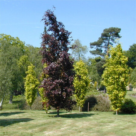 Crvenolisna topola- Populus deltoides "Purple Tower"