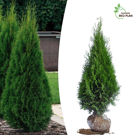 Thuja occ Smaragd 1m