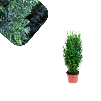 Chamaecyparis lawsoniana Ellwoodii