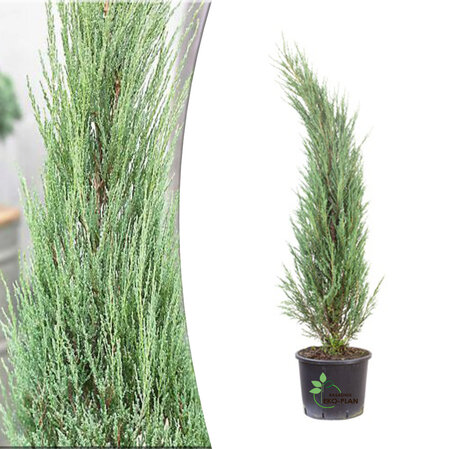 Juniperus scopulorum - Blue Arrow