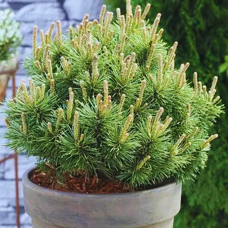 Pinus mugo " Mughus"