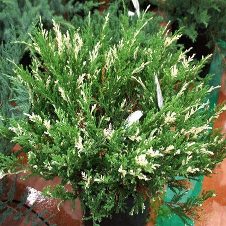 Juniperus chin. "Expansa Variegata"