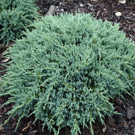 Juniperus squamata "Blue Carpet"