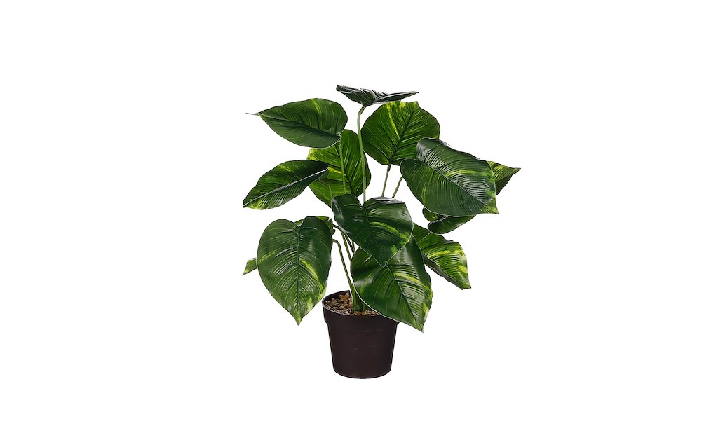 Biljka u saksiji Philodendron 40cm