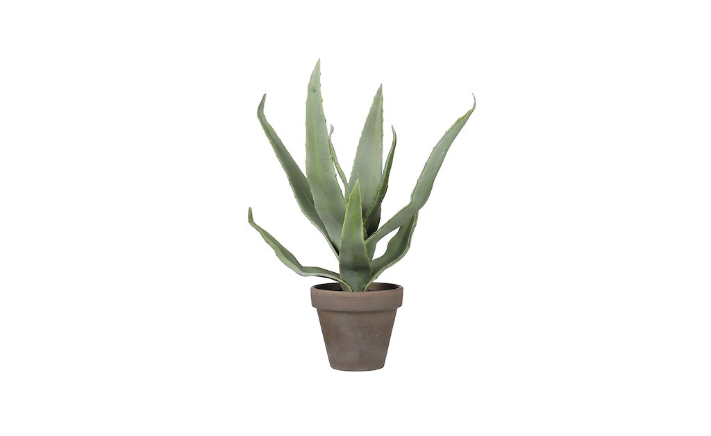 Biljka u saksiji Aloe Vera 30cm