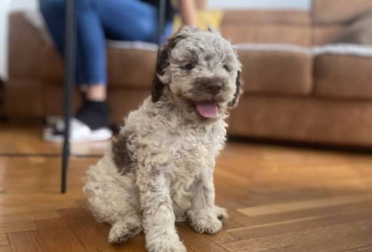 Stenci lagotto romagnolo