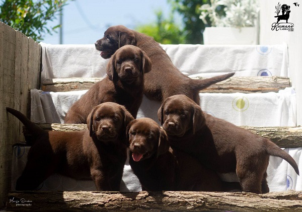Labrador retriver štenci, čokoladni