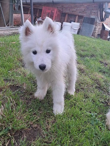 Sibirski samojed stenci