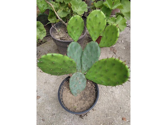 Opuntia humifusa - polegla opuncija