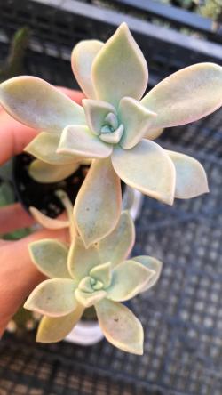 Graptopetalum Paraguayense , Kameni cvet