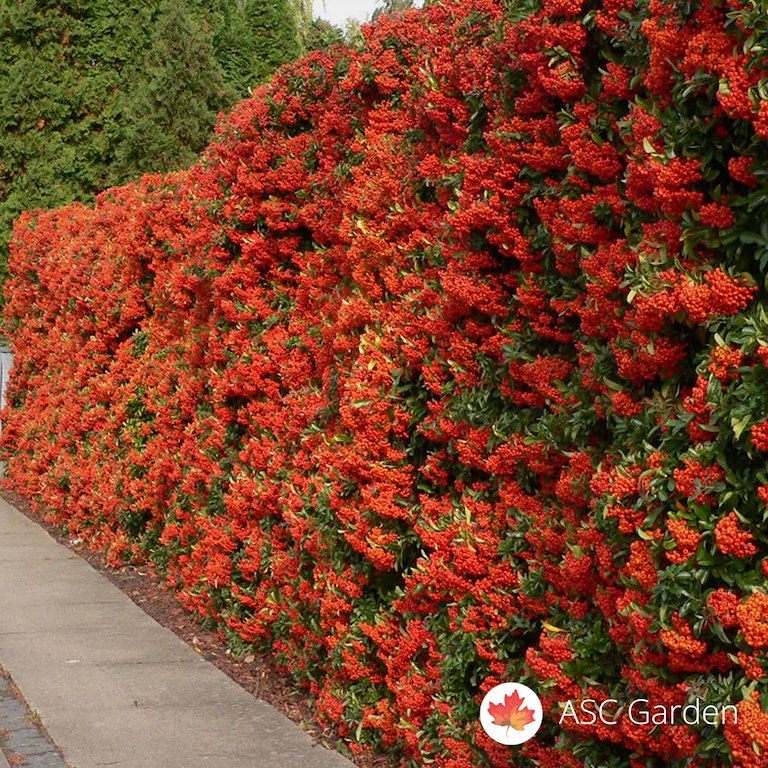 Pyracantha Red Column 75 cm – crvena