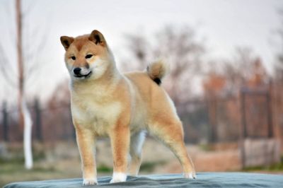 Shiba Inu stenci