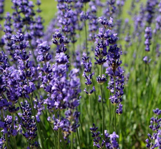 Lavandula Intermedia Phenomenal - Lavanda