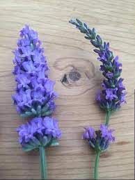 Lavandula Intermedia Sensational - Lavanda