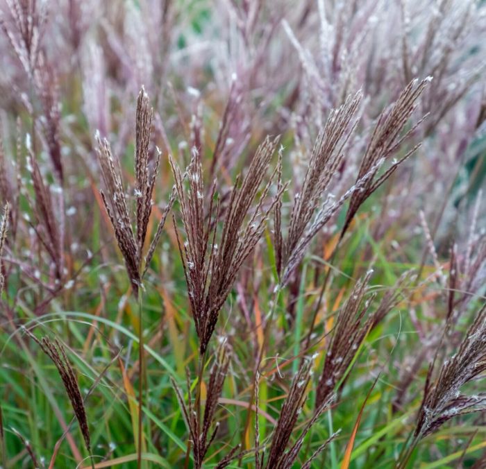 Miscanthus Sinensis Cute One - Kineska Šaš