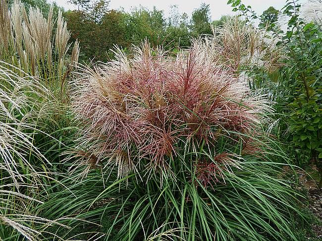 Miscanthus Sinensis Polonus - Kineska Šaš