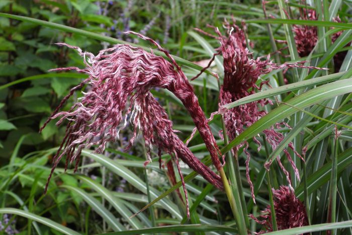 Mischantus Sinensis Boucle - Kineska Šaš