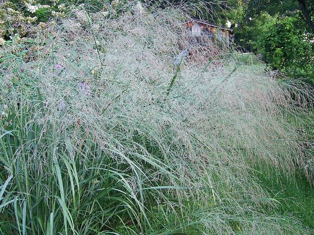 Panicum Virgatum Prairie Sky - Ukrasna Trava