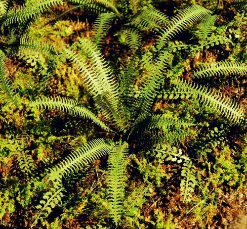 Model scene VG7-037 Tropical fern