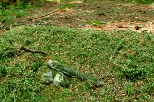 Model scene F602 Forest Base - Early Summer