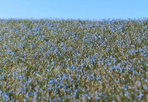 Model scene F470 Blooming Flax field