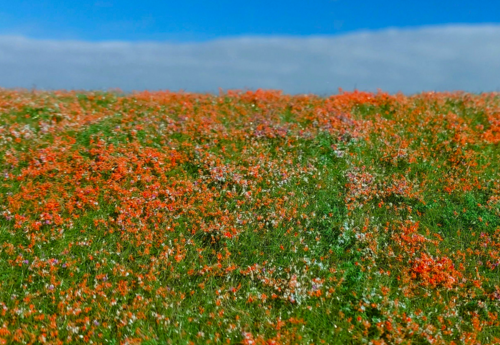 Model scene F565 Blooming meadow - Poppies