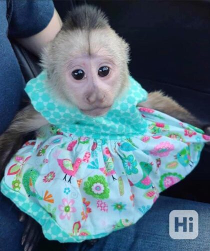 Prekrasne bebe kapucina, majmuni na prodaju