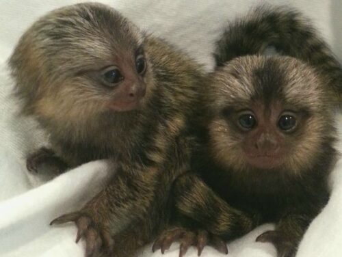 prodaju se bebe marmozeta majmuna
