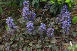 Ajuga aptropurpurea