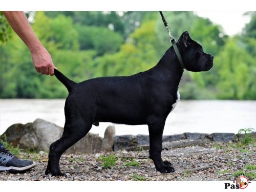 Cane Corso