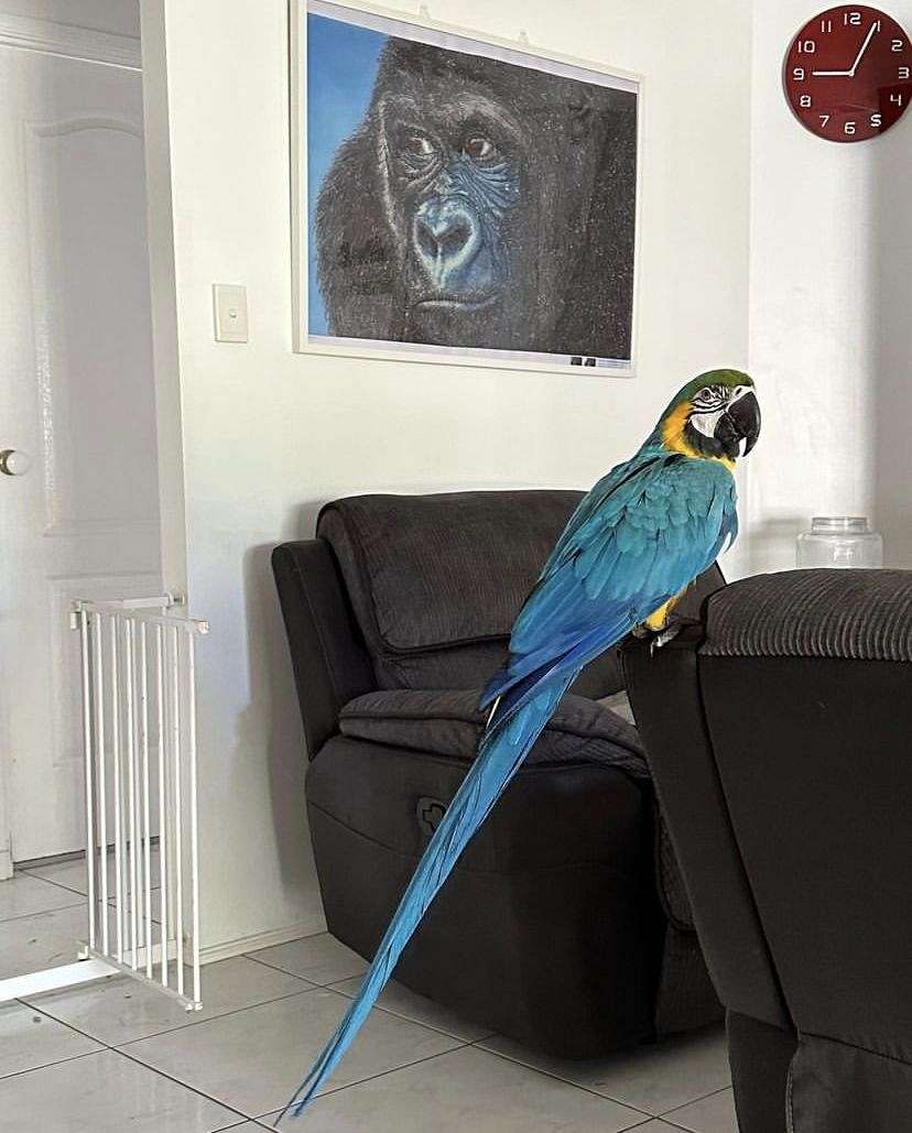 Divne plave i zlatne macaw papige