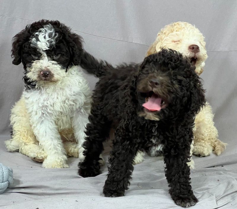 Lagotto Romagnolo PRELEPI štenci