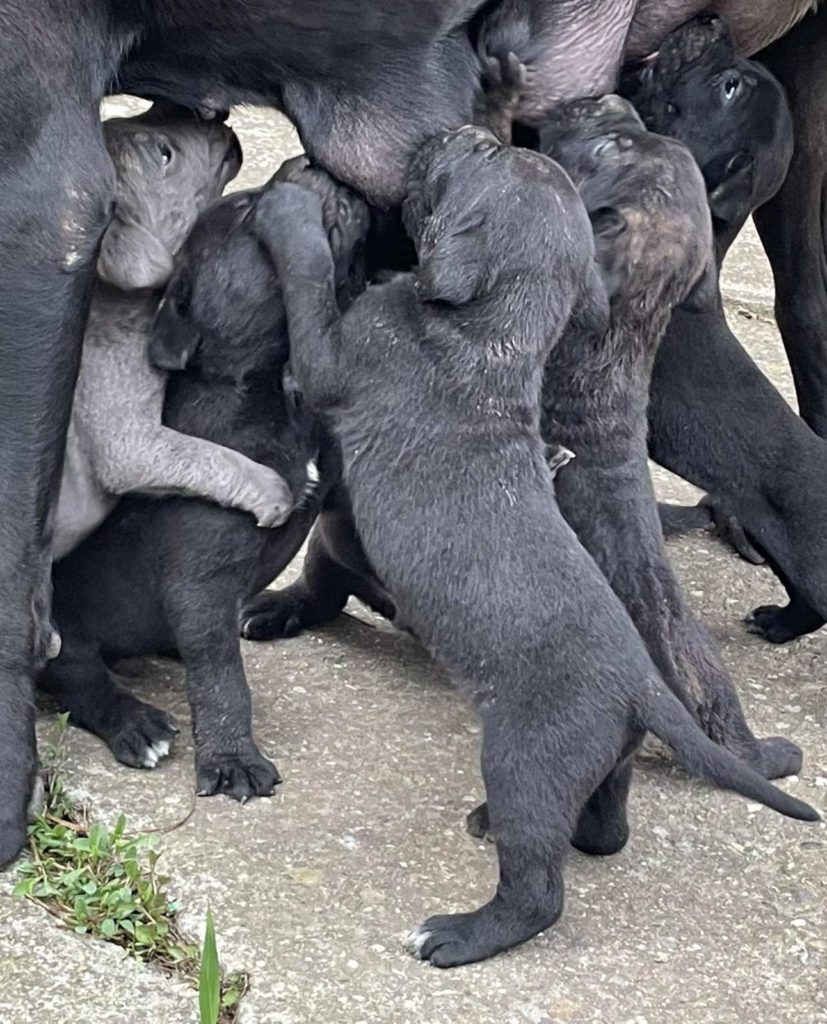 Cane Corso TOP štenci