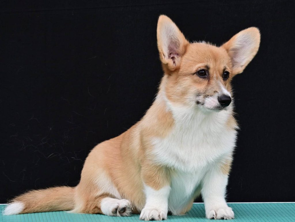 Velski korgi/Welsh Corgi Pembroke