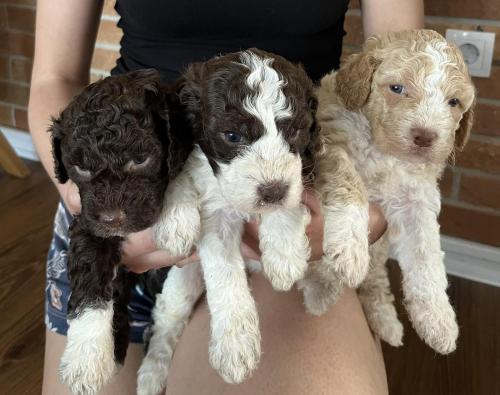 Lagotto Romagnolo PRELEPI štenci