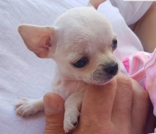 Mini princess Chihuahue