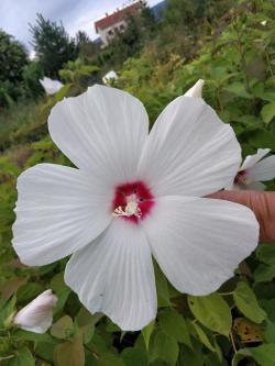 Mocvarni hibiskus - hibiscus moscheutos -beli