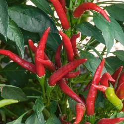 Chilli Thai Culinary Red (15 semenki)