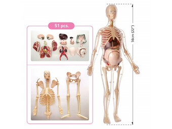 Anatomija trudne žene