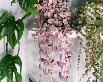 Ceropegia variegata