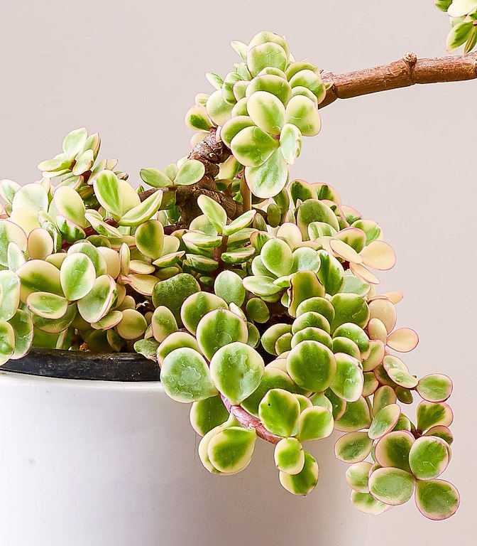 Sukulent portulaca afra