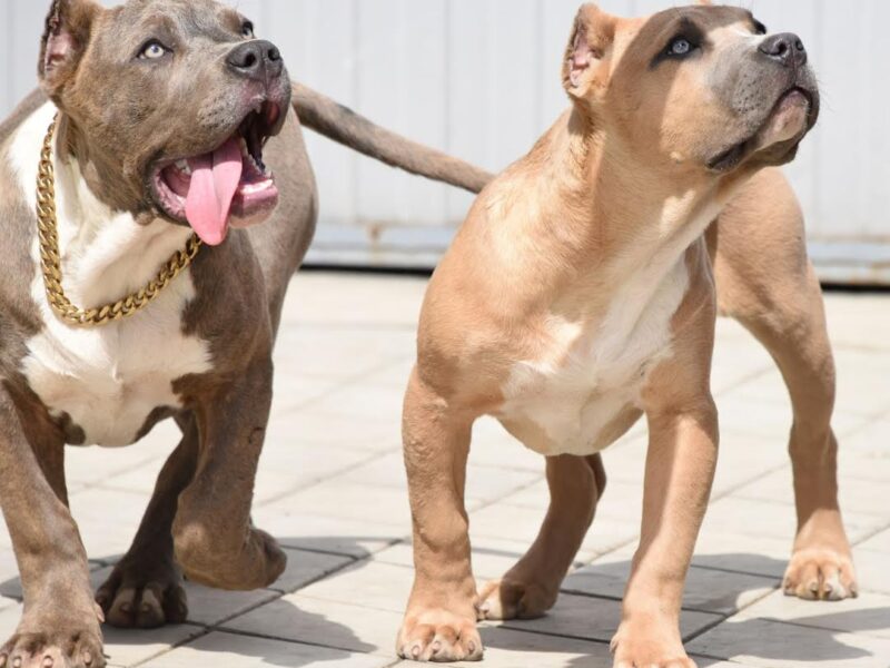 American bully xxl